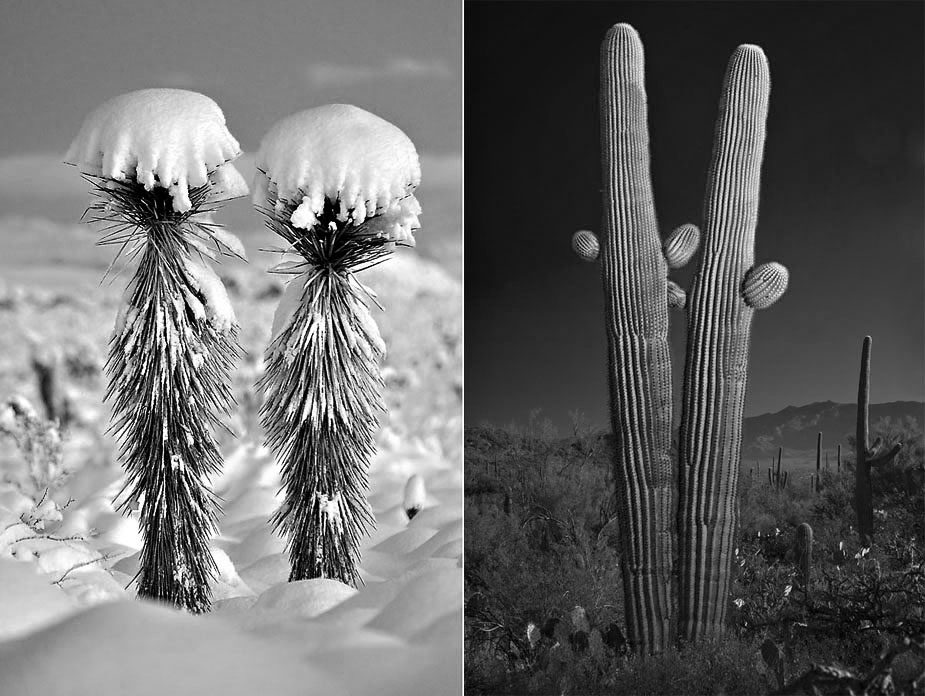 RJ Kern: Photographer of Cactus Portraits - Kern-Photo - Kern-Photo